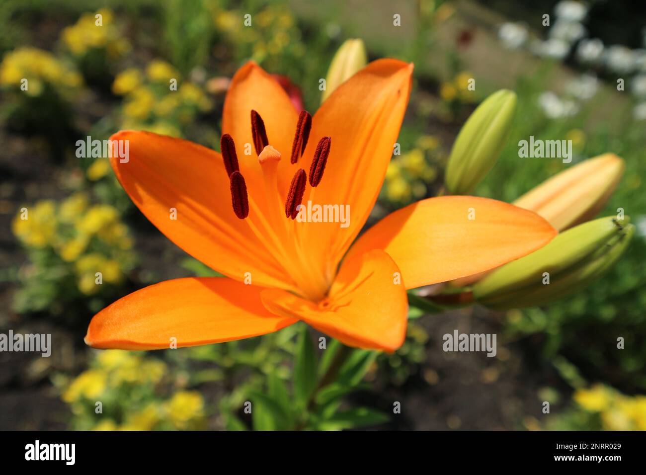 Asiatic hybrid lily 'Apeldoorn' one orange flower and buds Stock Photo ...