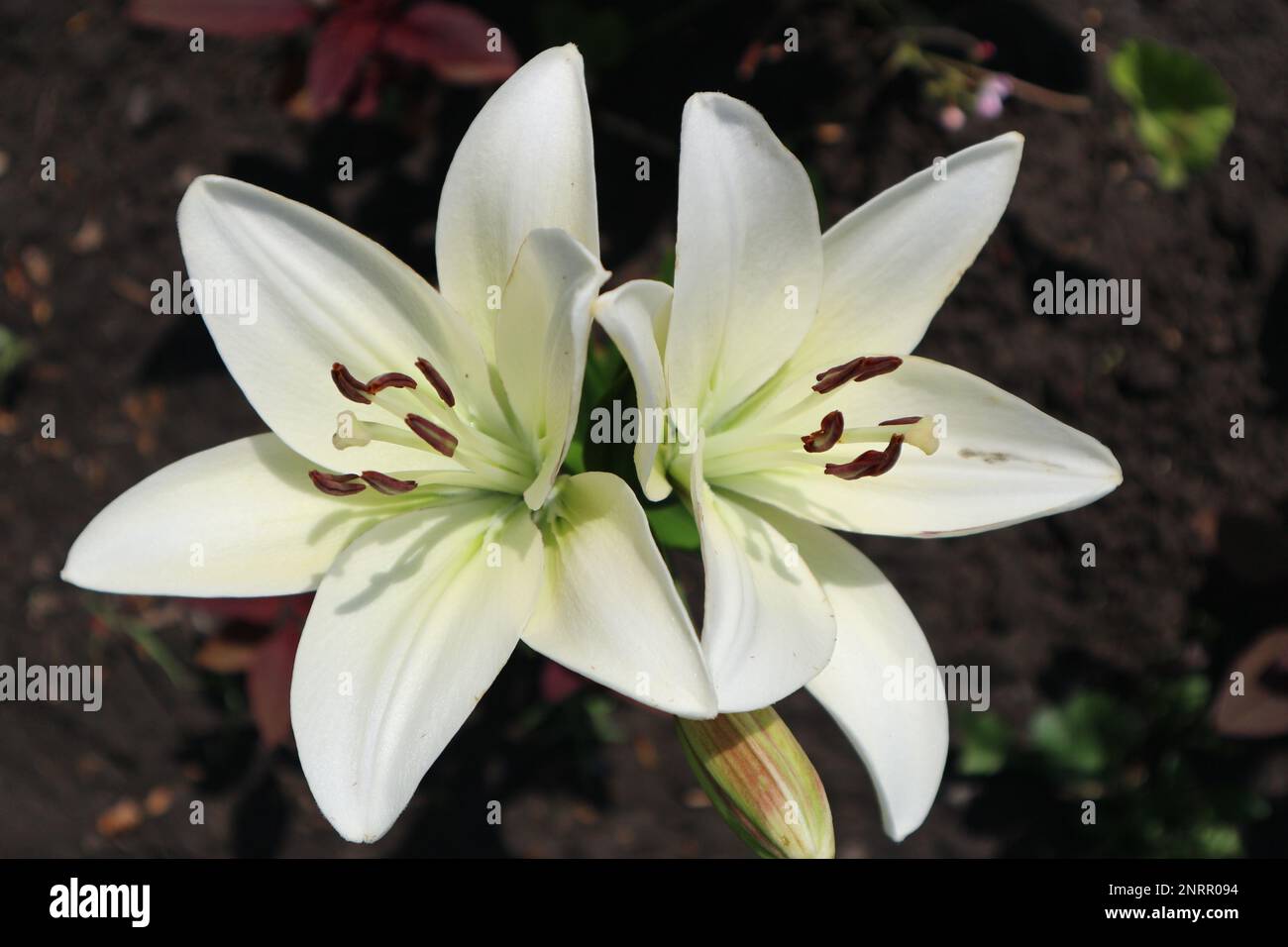 Asiatic hybrids hi-res stock photography and images - Alamy