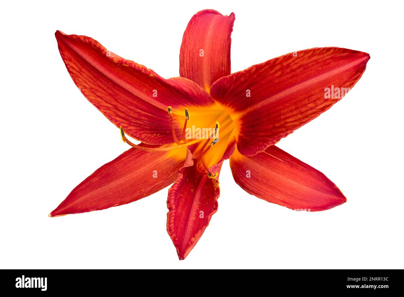 Daylily cut flower hi-res stock photography and images - Alamy