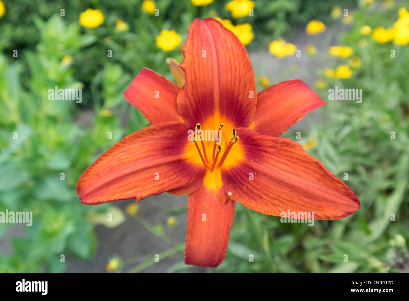 Red magic lily hi-res stock photography and images - Alamy