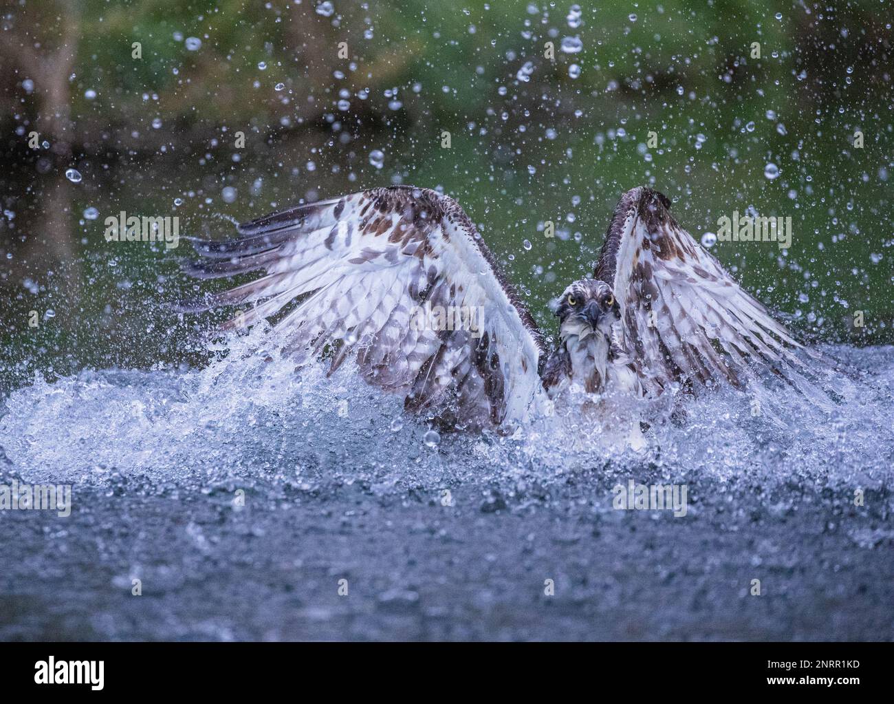 An action shot of an Osprey (Pandion haliaetus) submerged in water and ...