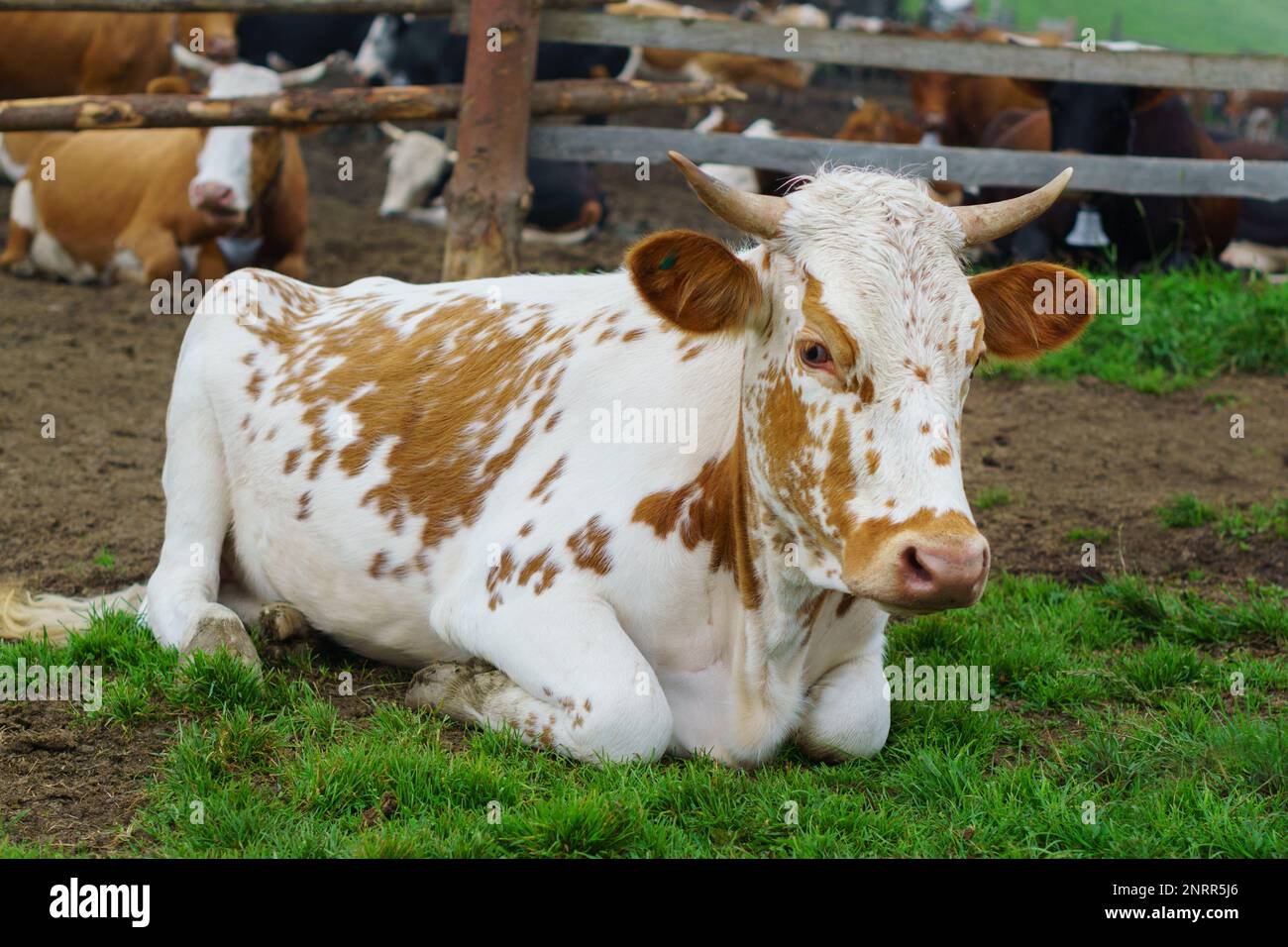 Classic rural farm cowshed. Milking cows. Cows in stable eating grass ...