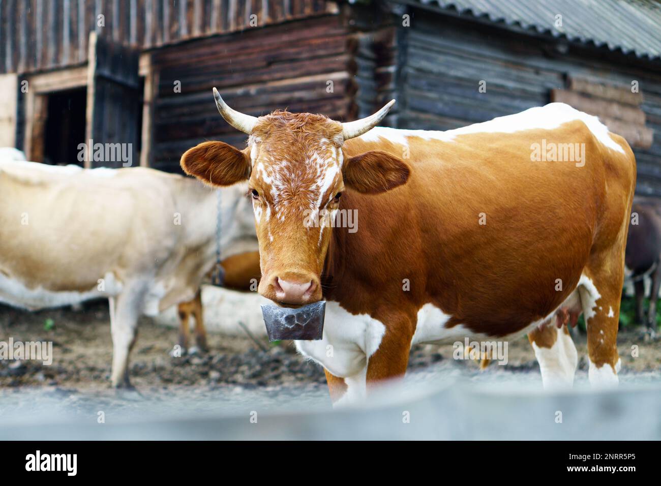 Classic rural farm cowshed. Milking cows. Cows in stable near old ...