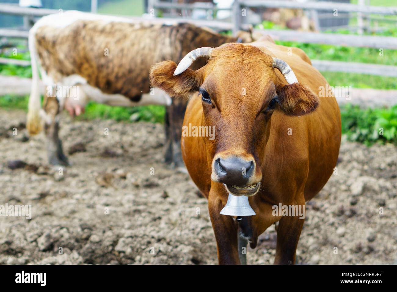 Classic rural farm cowshed. Milking cows. Cows in stable near old ...