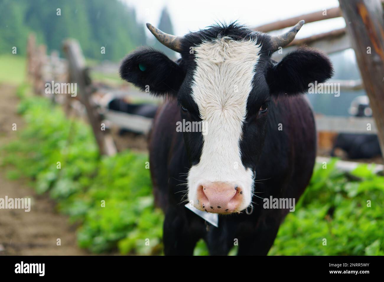 Classic rural farm cowshed. Milking cows. Cow in stable eating grass ...