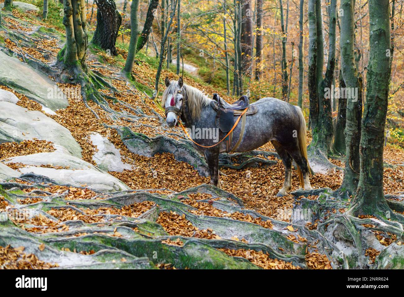 Portrait of fantasy magic fairy tale gray horse wearing red harness ...