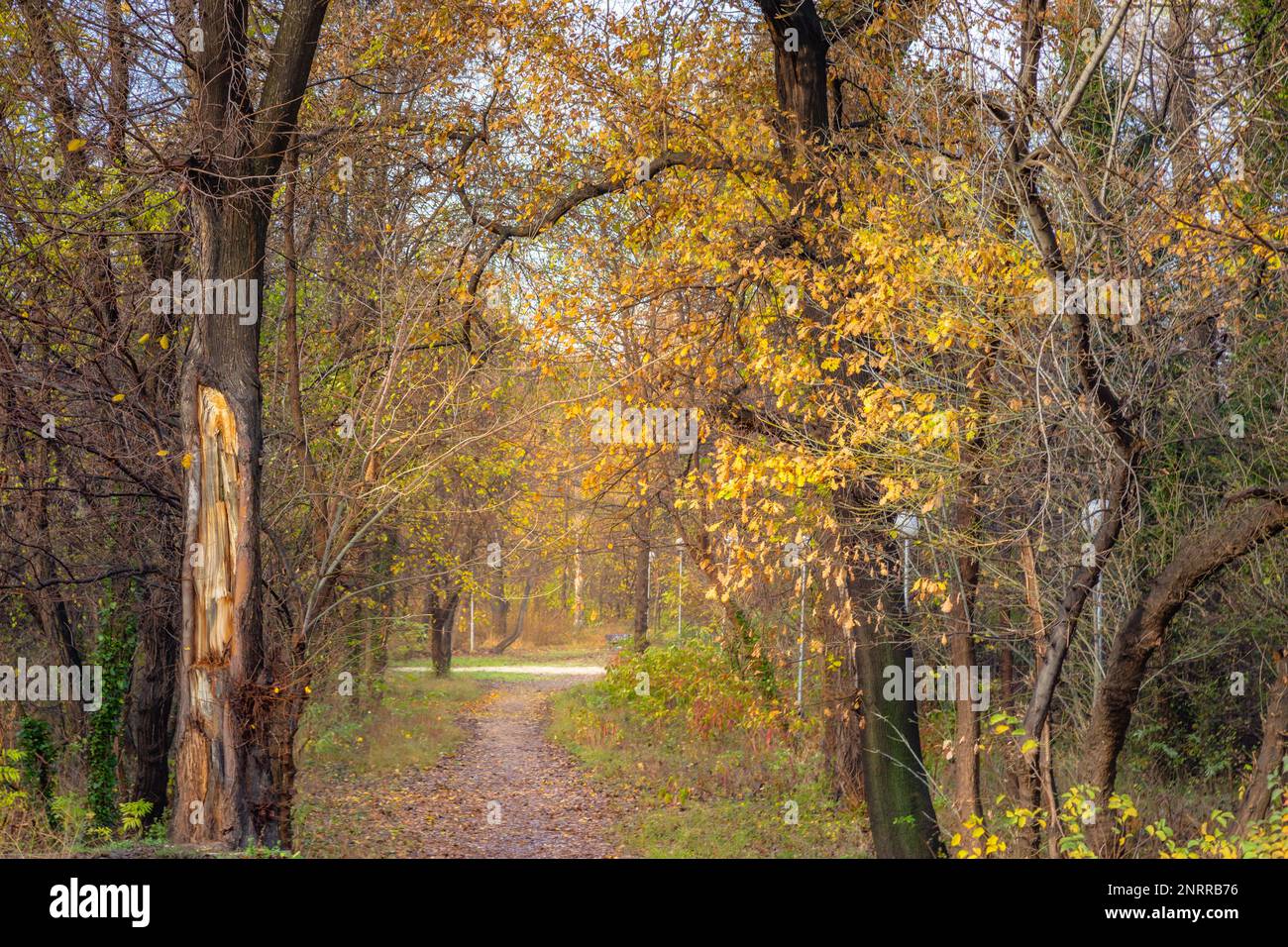 Spooky Road into Forest at autumn in Balkan Mountains near Shipka pass ...