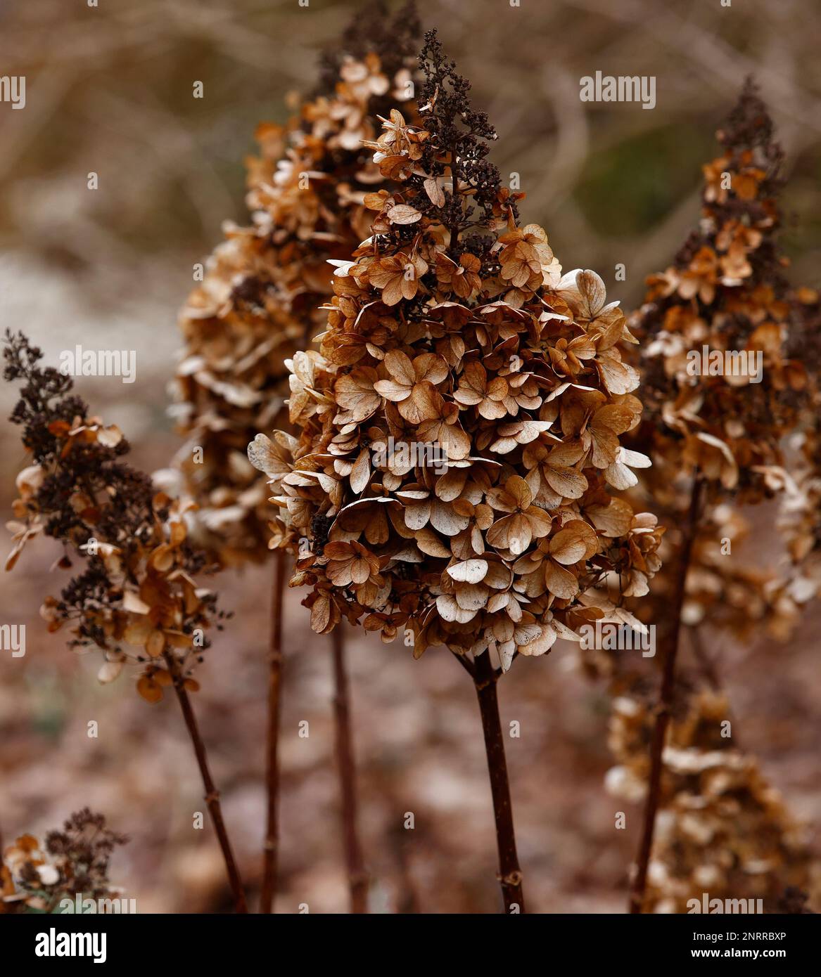 Closeup of the brown dead flower head Hydrangea paniculata Pinky Winky ...
