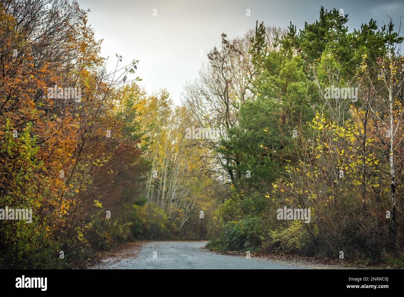 Spooky Road into Forest at autumn in Balkan Mountains near Shipka pass ...