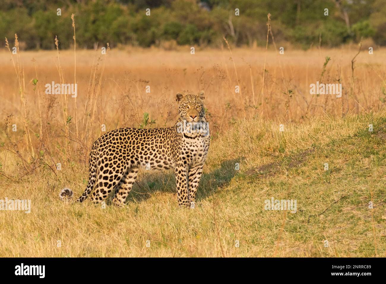 Leopard (Panthera pardus) stands in grass looking towards camera ...