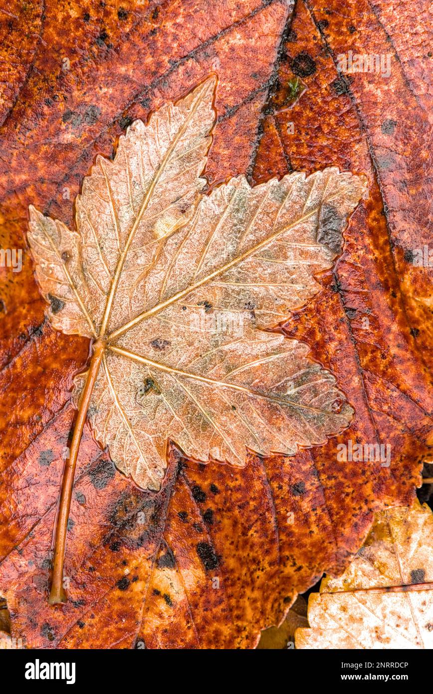 Single maple leaf on top of fallen leaves layers on the ground in the ...