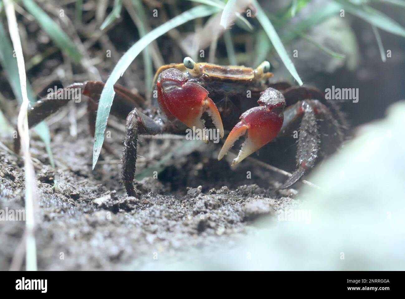Red hand crab is pictured at the World freshwater aquariu Aquatotto ...