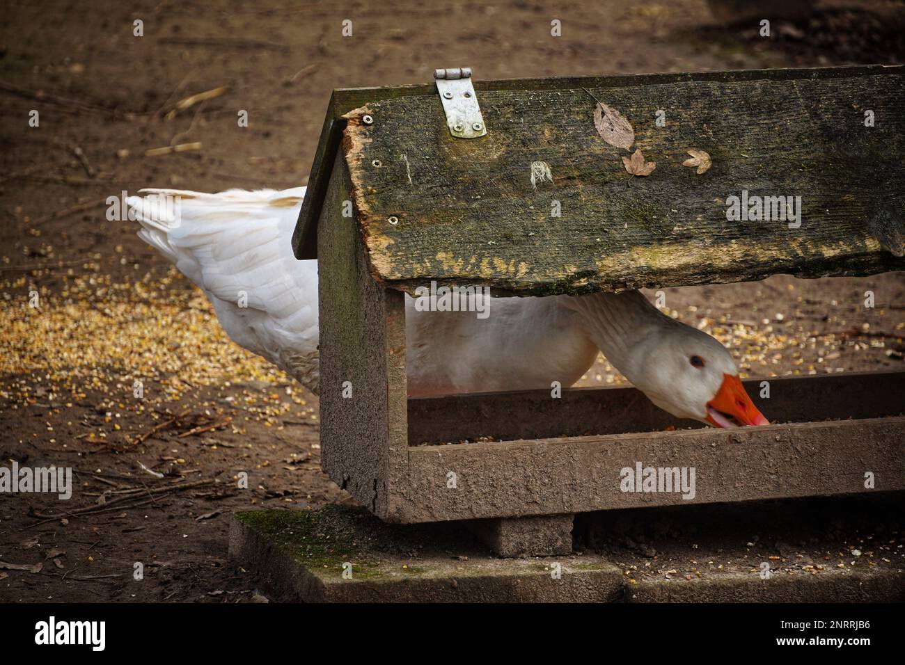 Poultry barn trough hi-res stock photography and images - Alamy