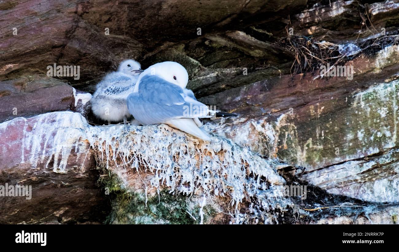 Kittiwake at nest hi-res stock photography and images - Alamy