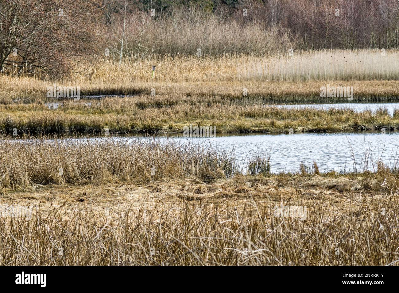 Winter at Edmonds Marsh in Edmonds, Washington. Landscape scene Stock ...