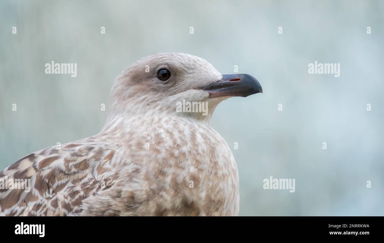 Juvenile herring gull portrait hi-res stock photography and images - Alamy
