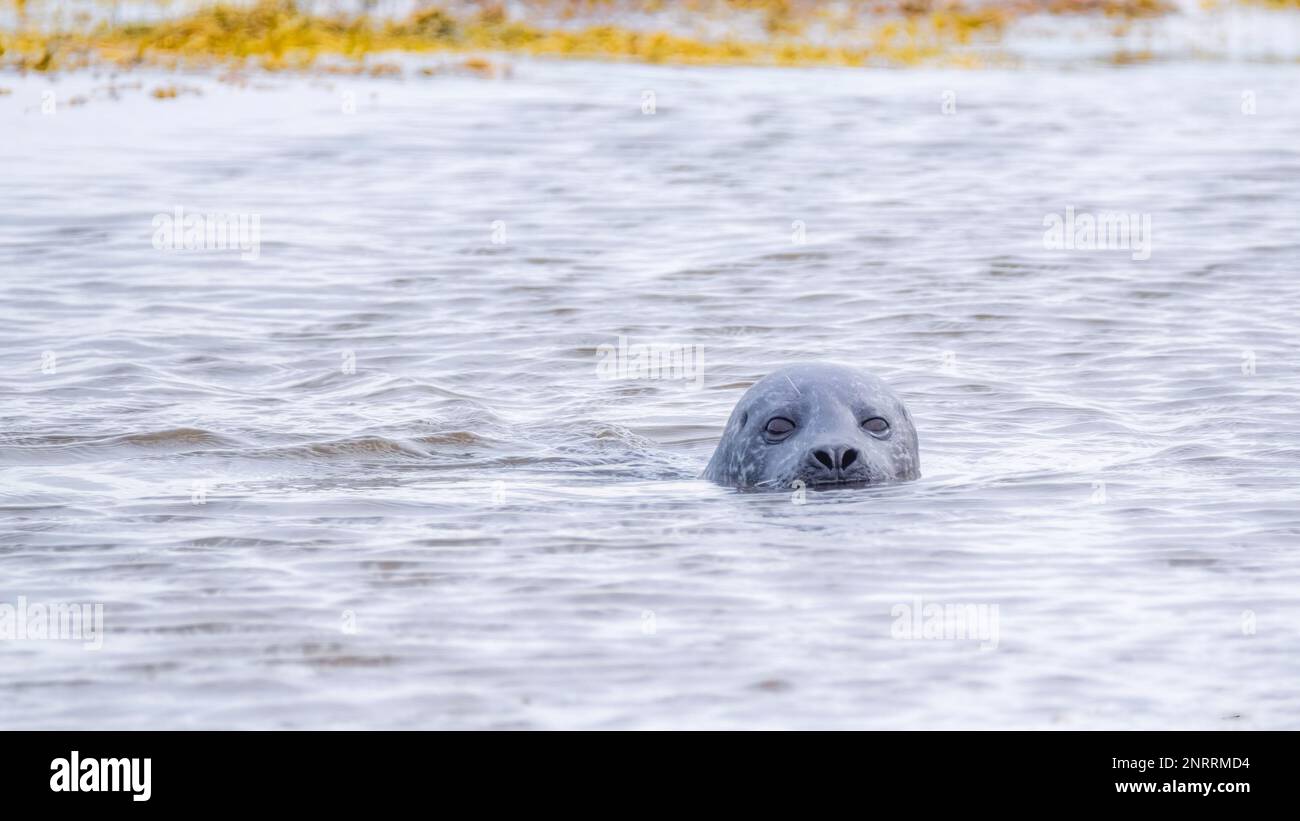 Common seal pup in hi-res stock photography and images - Alamy
