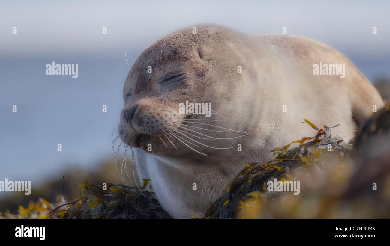 Common seal pup (harbour seal Stock Photo - Alamy