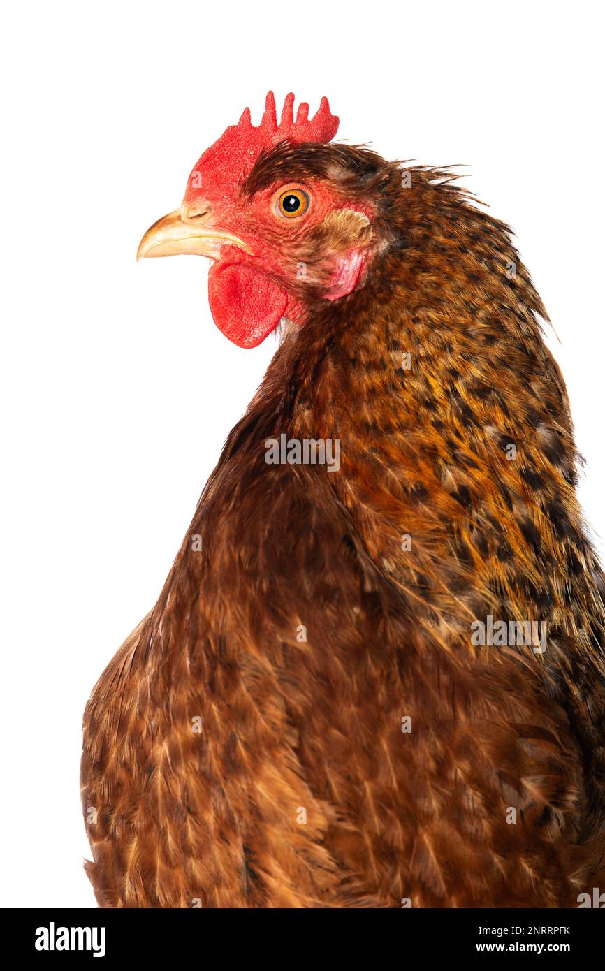 Hen isolated on white background looking to the camera Stock Photo - Alamy