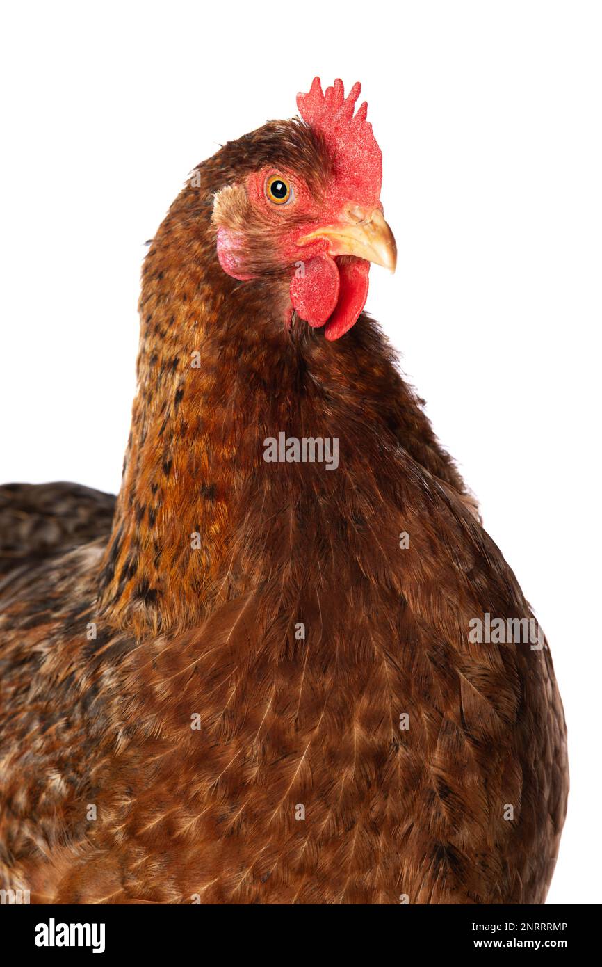 Hen isolated on white background looking to the camera Stock Photo - Alamy