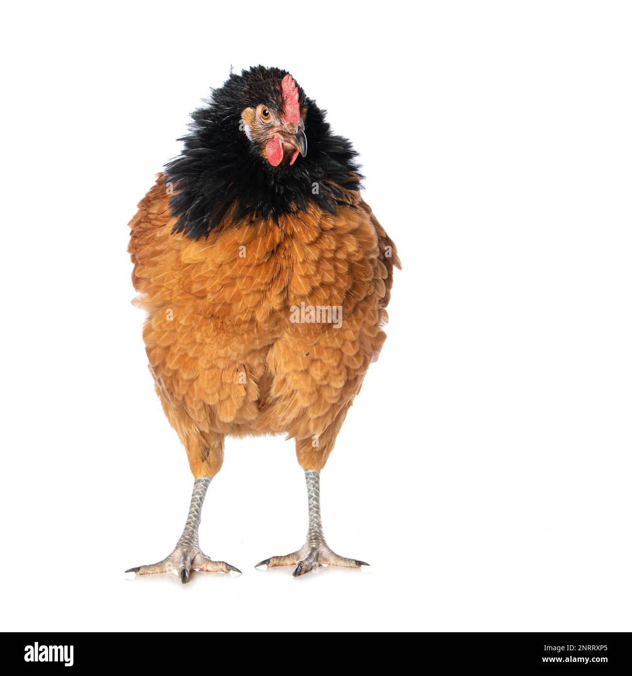 Vorwerk hen hi-res stock photography and images - Alamy