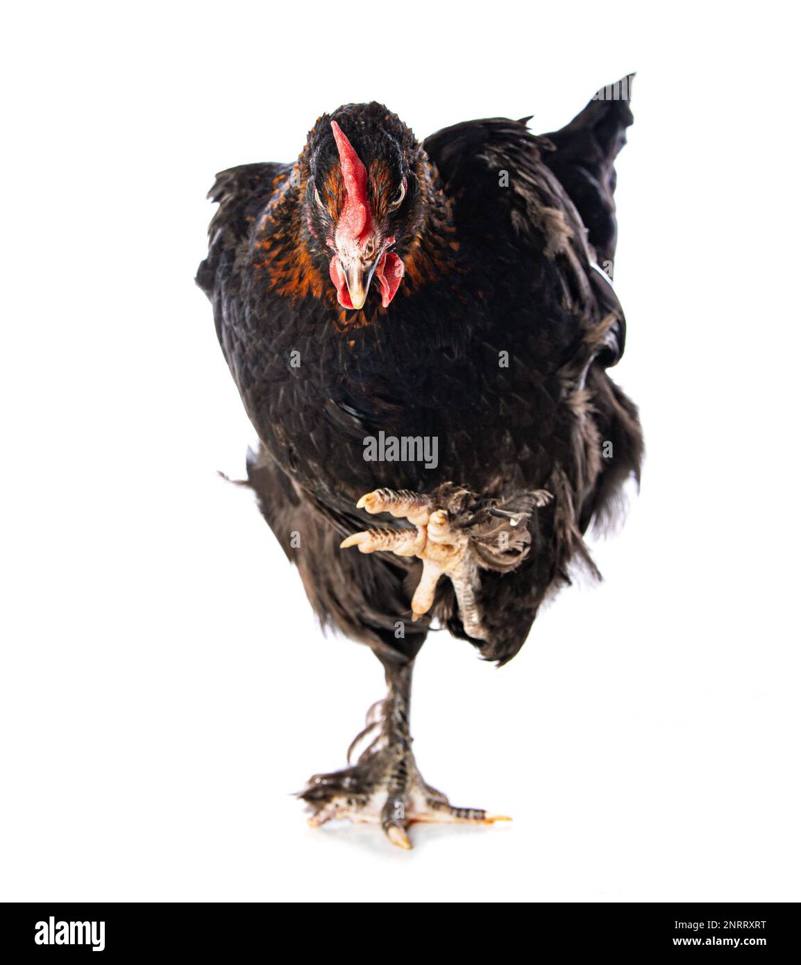 Marans fowl hi-res stock photography and images - Alamy