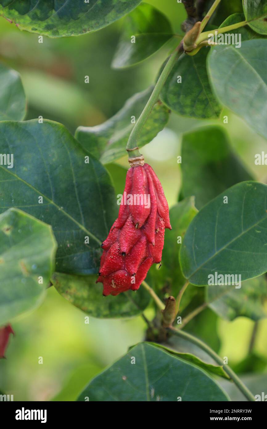 A Magnolia tree seed pod with ripe red seeds, England, UK Stock Photo ...