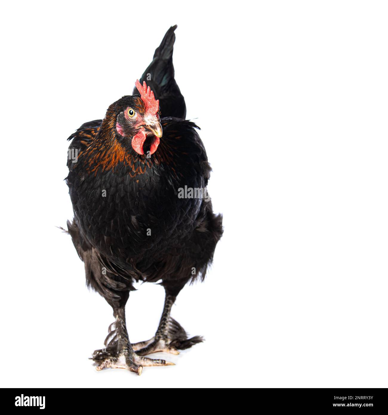Marans fowl hi-res stock photography and images - Alamy