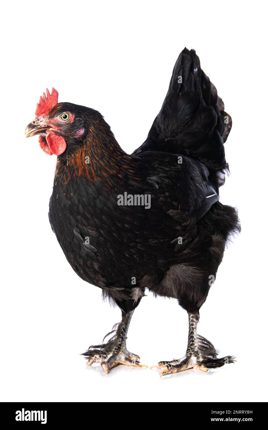 Marans hen isolated on white background looking to the camera Stock ...