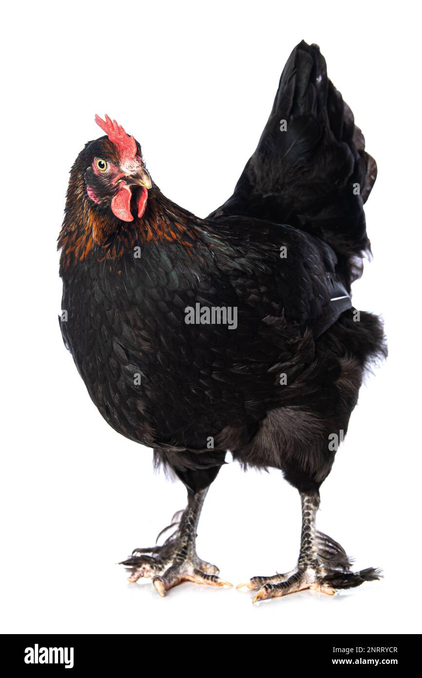 Marans hen isolated on white background looking to the camera Stock ...