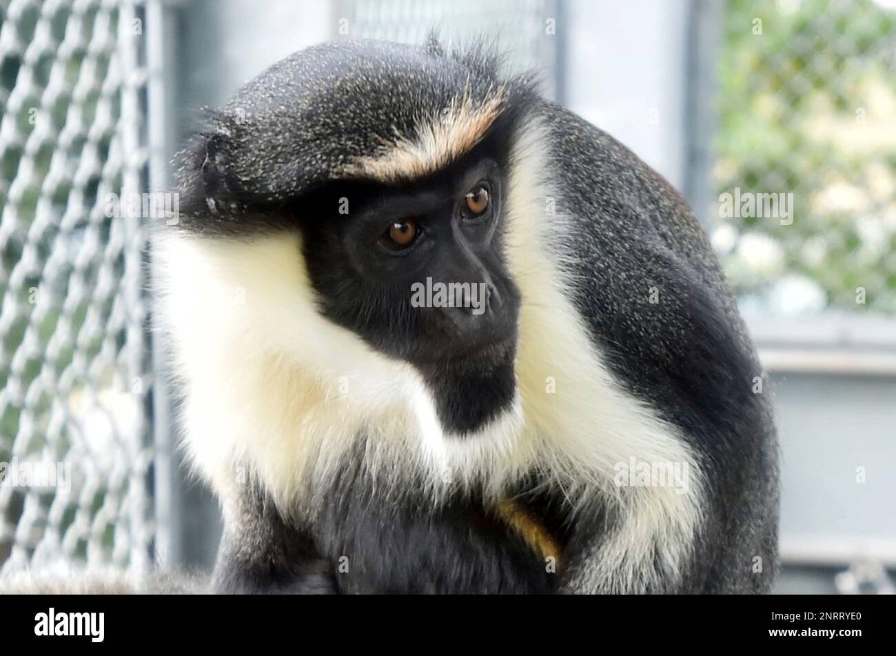 Diana monkeys are pictured at Non Hoi Park, a zoo and botanical park ...