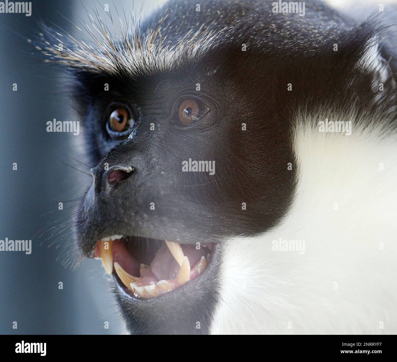 Diana monkeys are pictured at Non Hoi Park, a zoo and botanical park ...