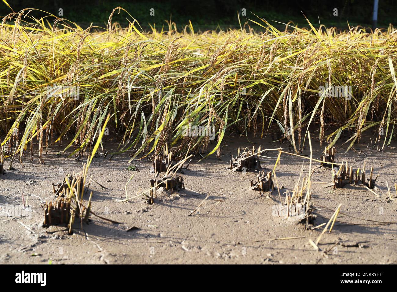 A photo shows muddy rice field where was flooded as the banks of river ...
