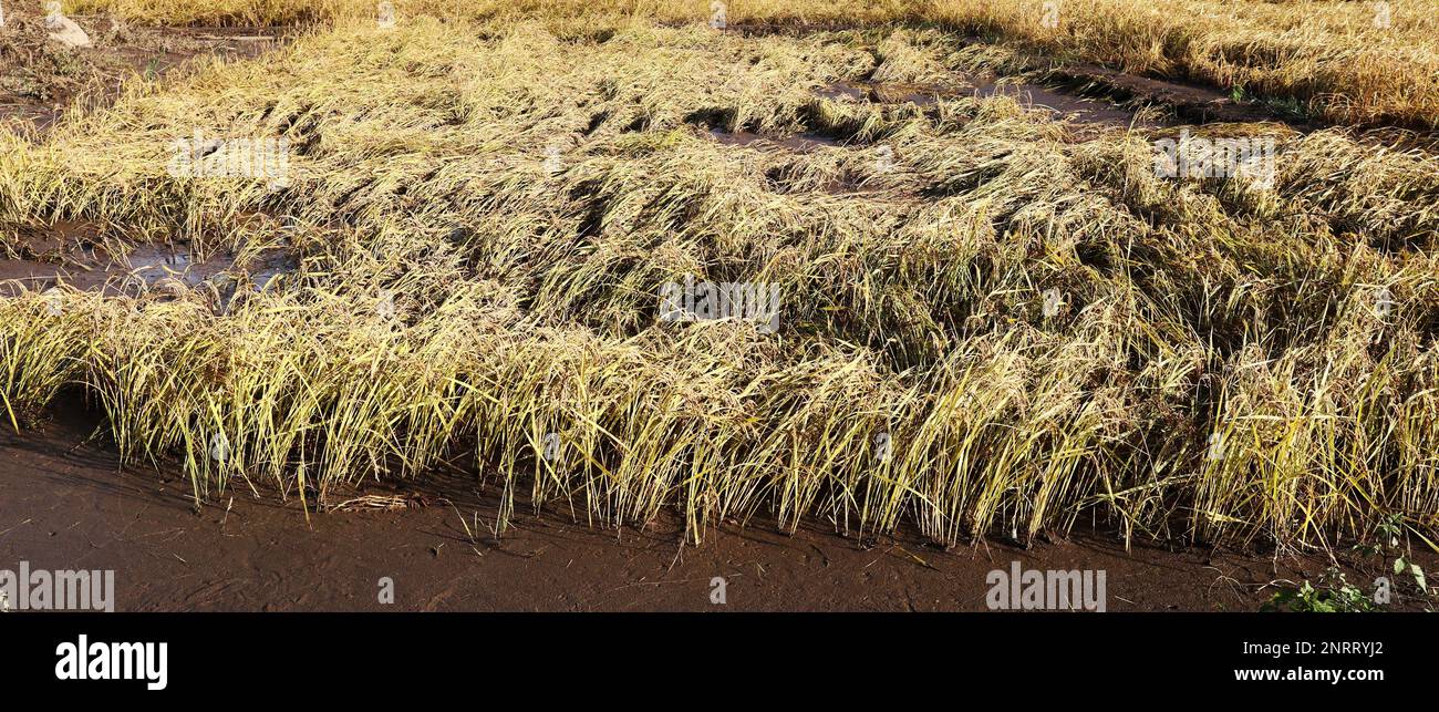 A photo shows muddy rice field where was flooded as the banks of river ...