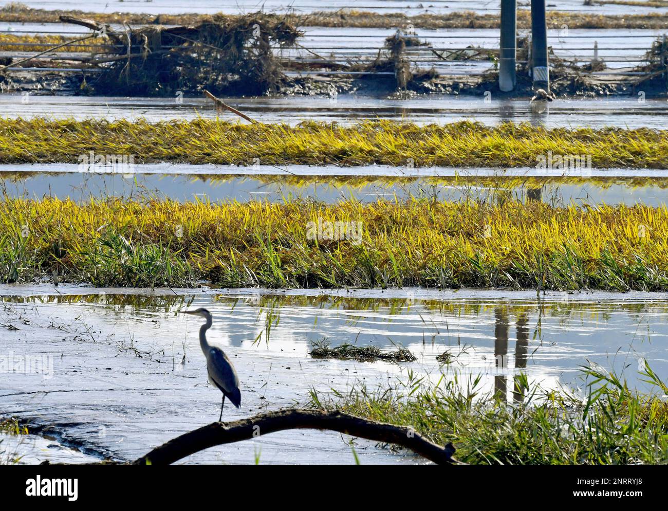 A photo shows muddy rice field where was flooded as the banks of river ...