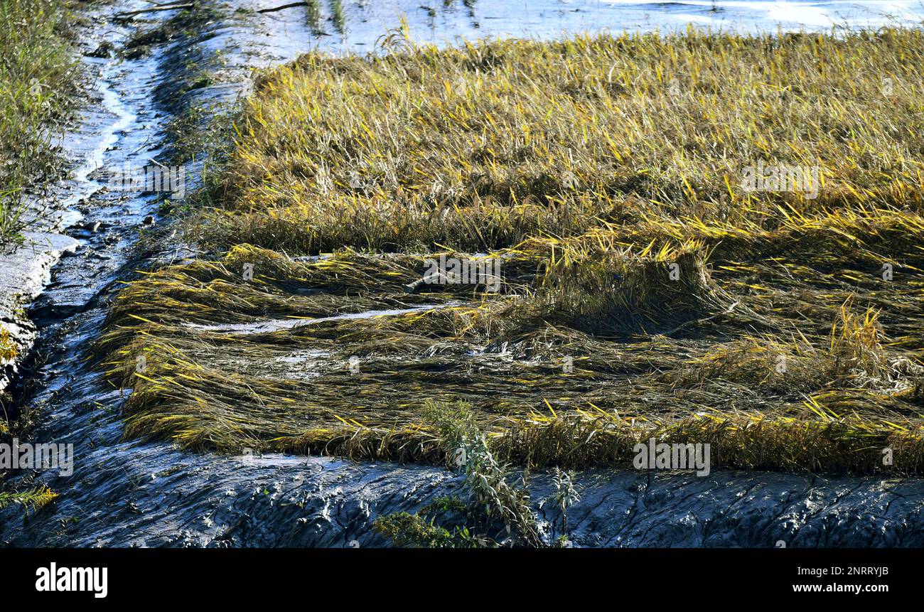 A photo shows muddy rice field where was flooded as the banks of river ...