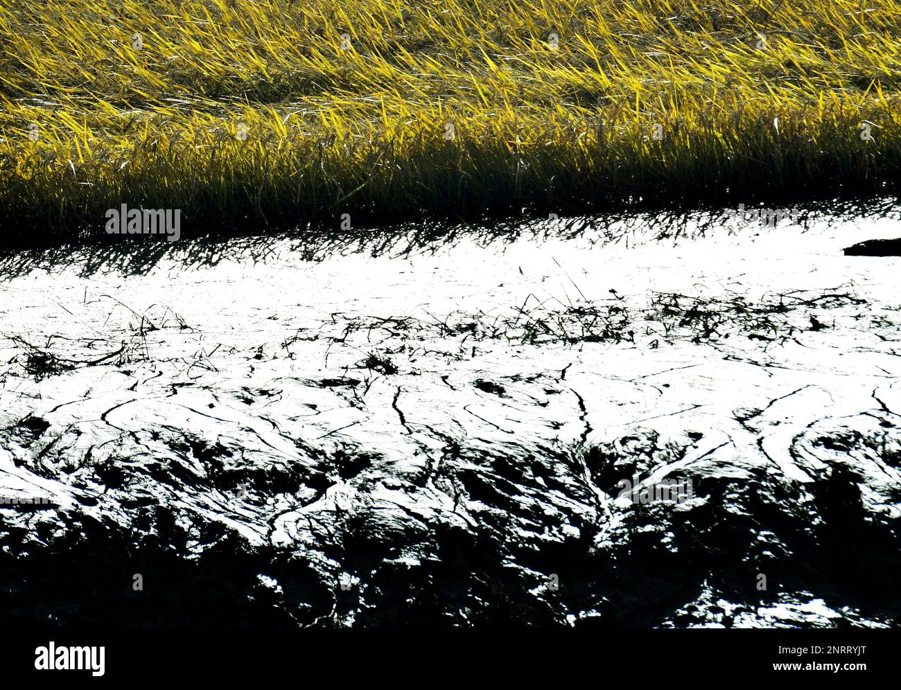 A photo shows muddy rice field where was flooded as the banks of river ...