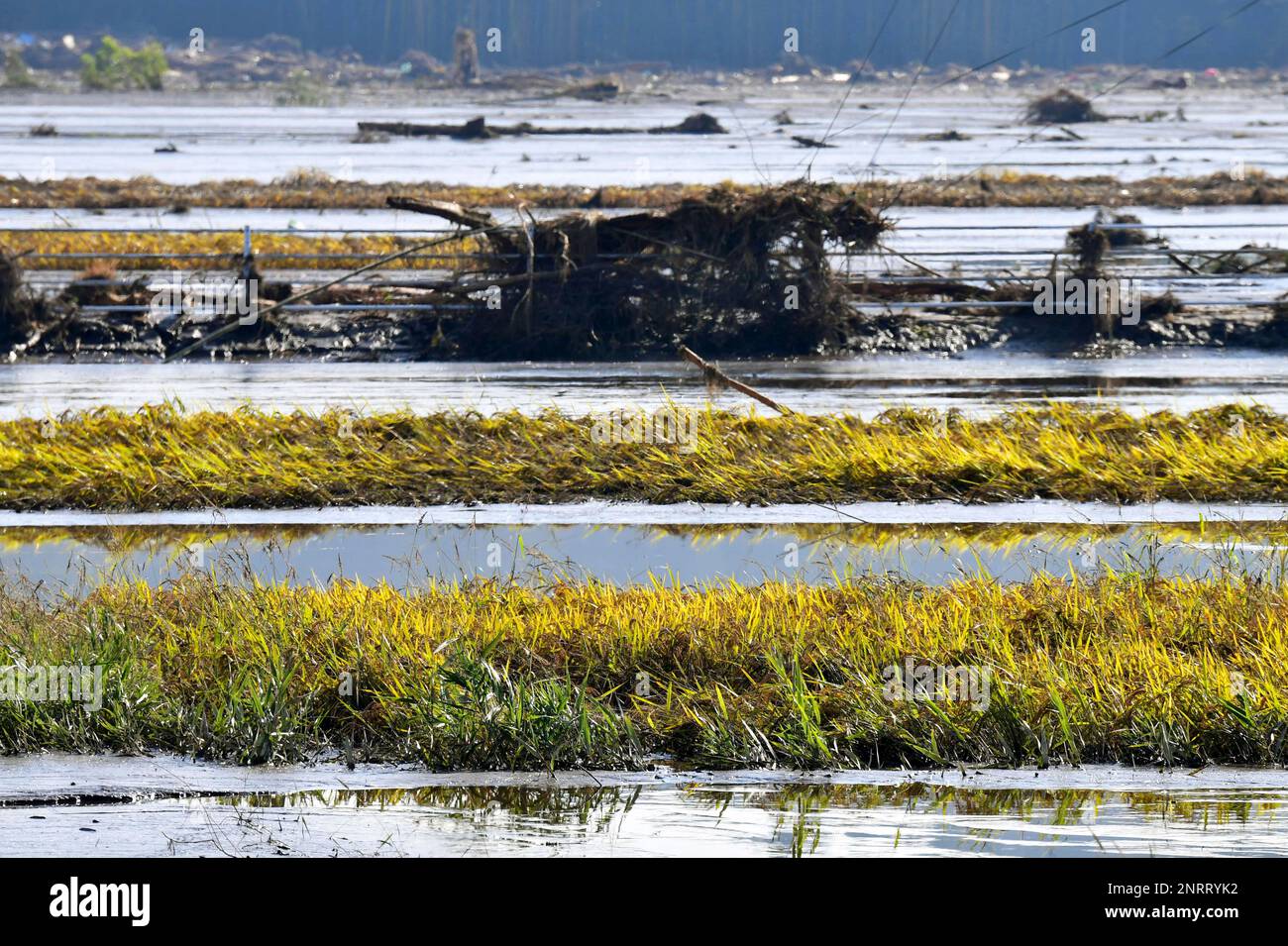 A photo shows muddy rice field where was flooded as the banks of river ...