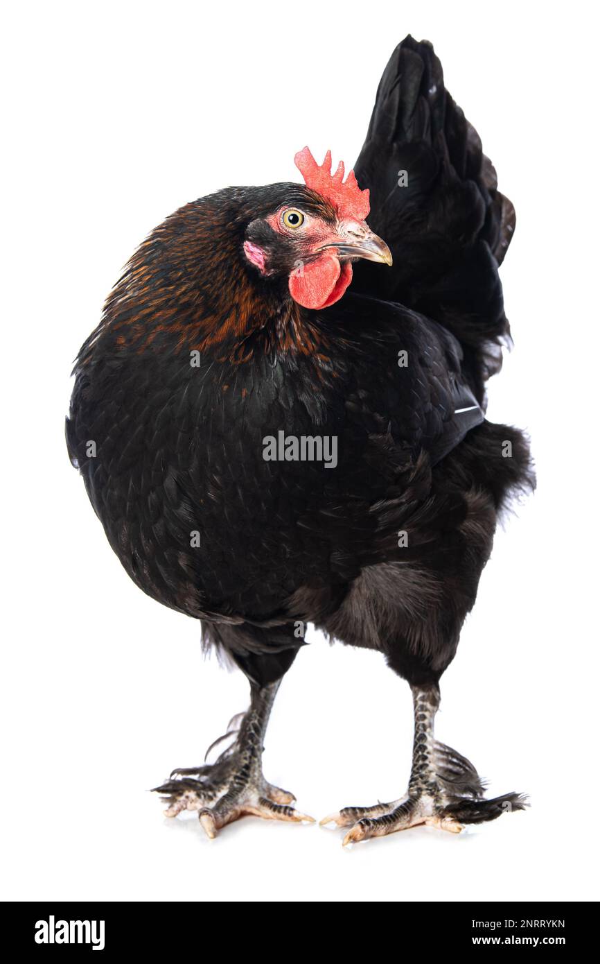 Marans fowl hi-res stock photography and images - Alamy