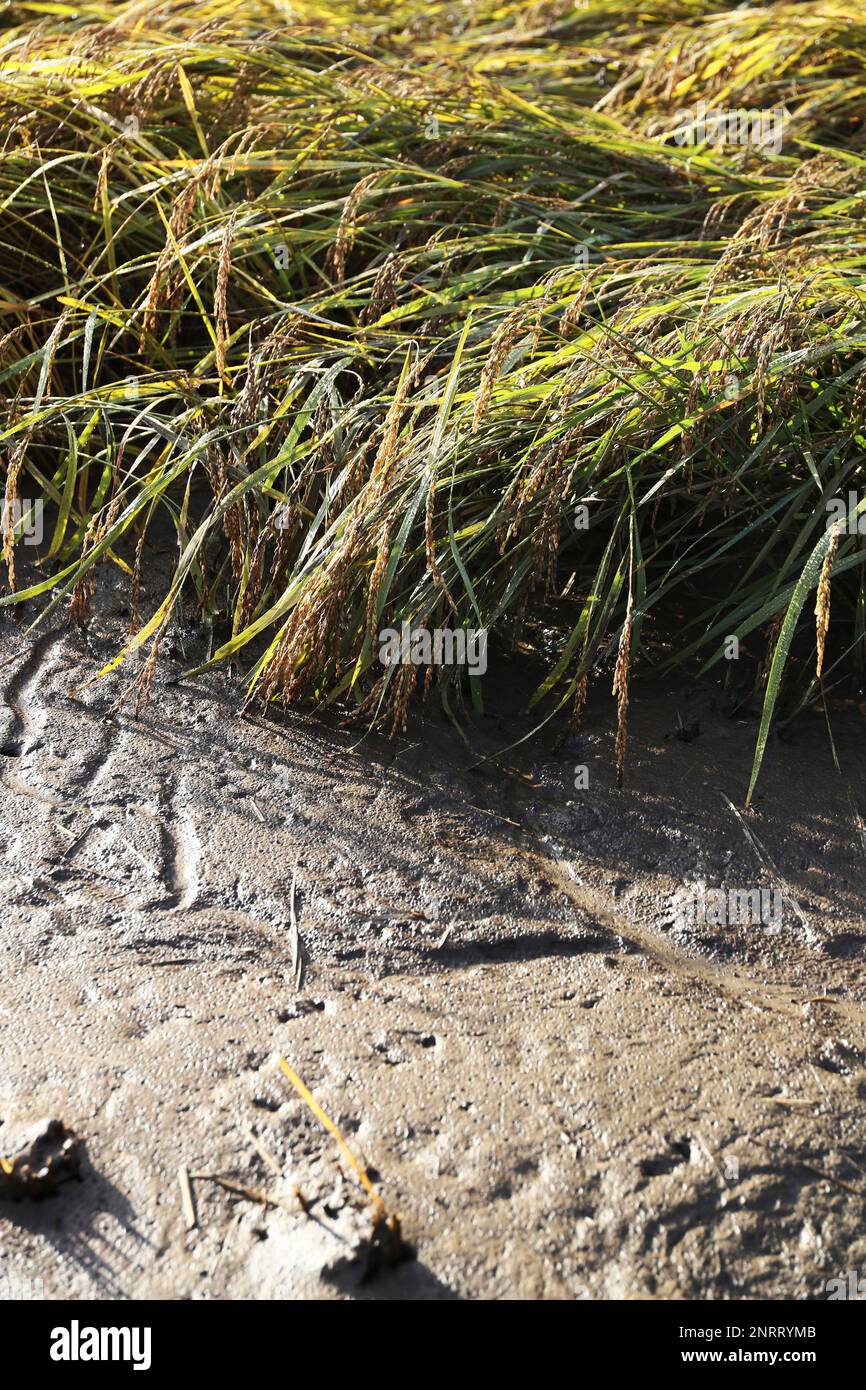 A photo shows muddy rice field where was flooded as the banks of river ...