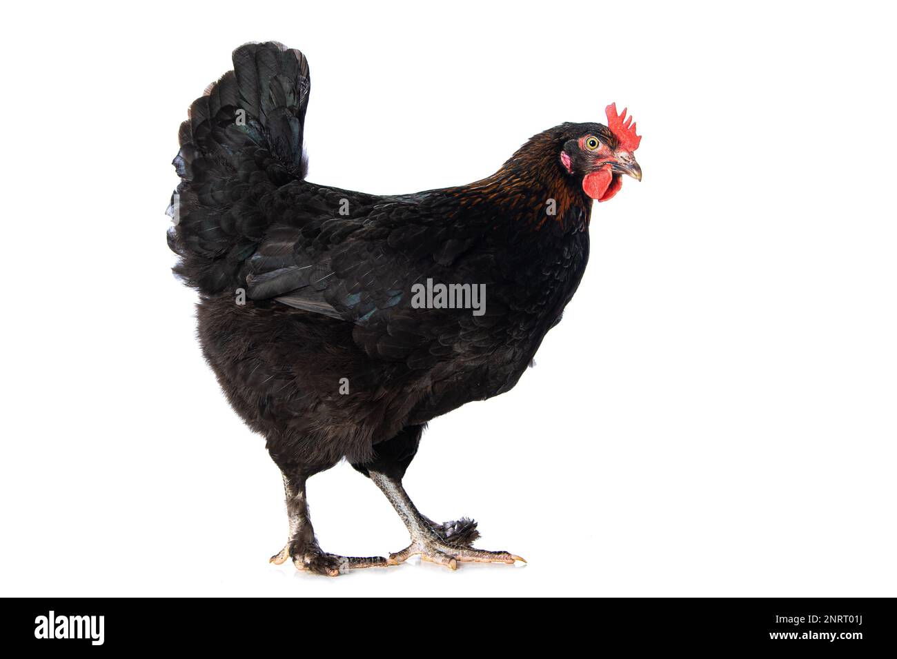 Marans hen isolated on white background looking to the camera Stock ...