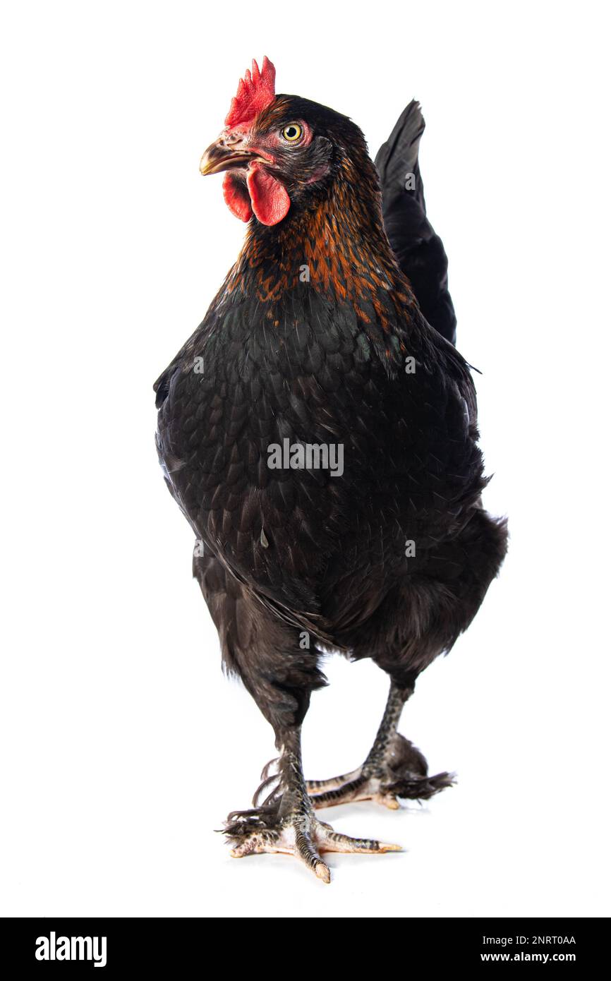 Marans fowl hi-res stock photography and images - Alamy