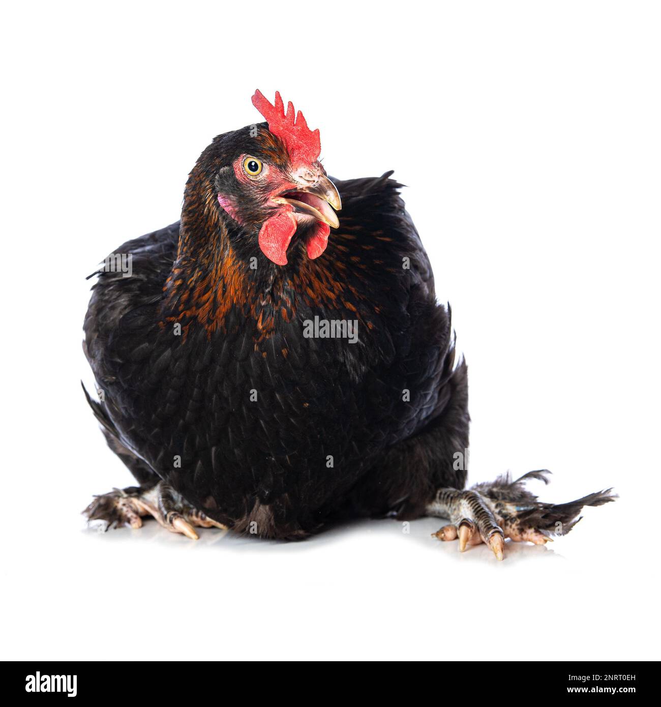 Marans hen isolated on white background looking to the camera Stock ...
