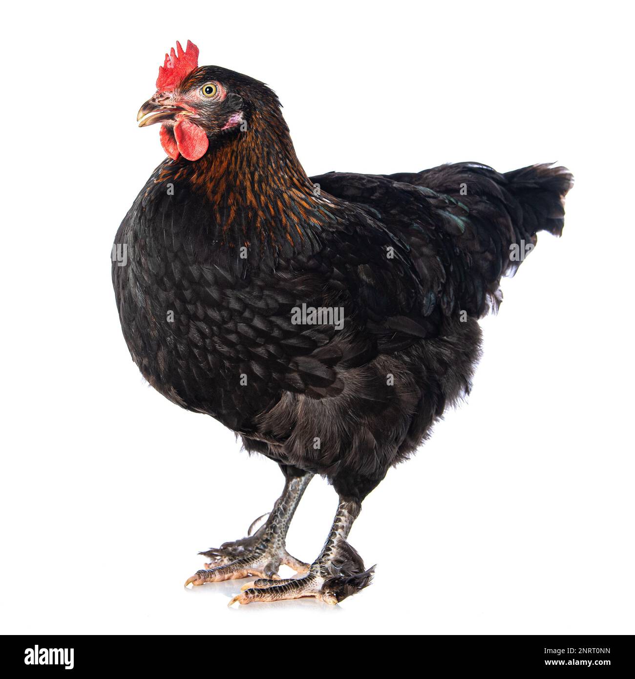 Marans fowl hi-res stock photography and images - Alamy
