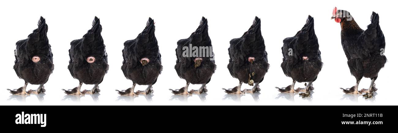 Marans hen isolated on white background looking to the camera Stock ...