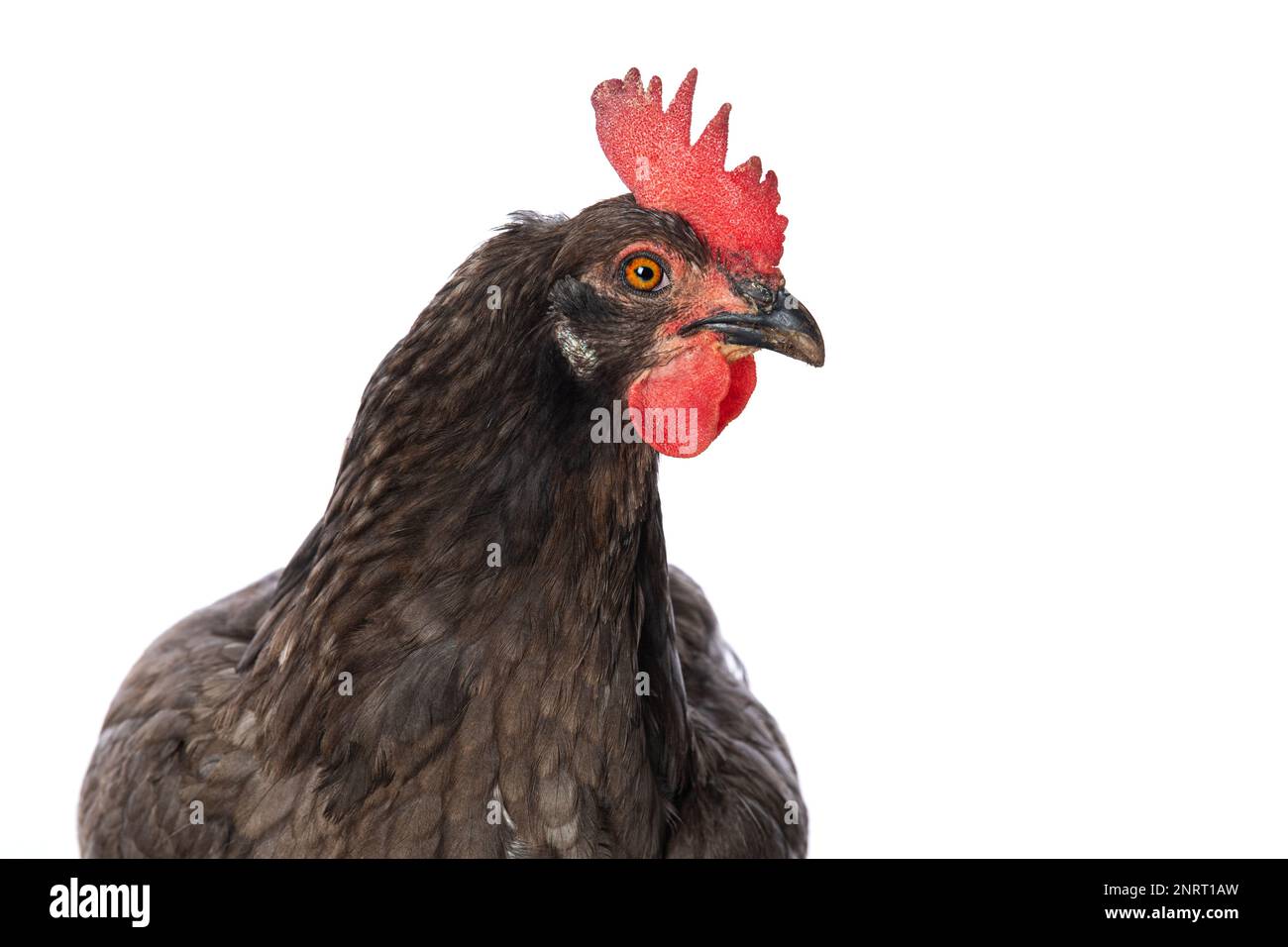 Grey hen hi-res stock photography and images - Alamy
