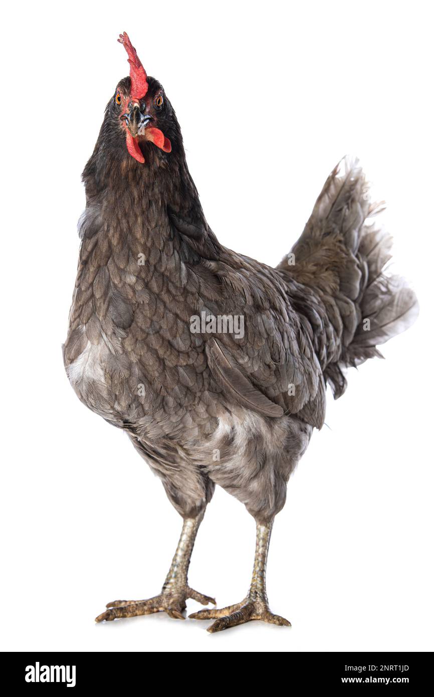 Grey hen isolated on white background looking to the camera Stock Photo ...