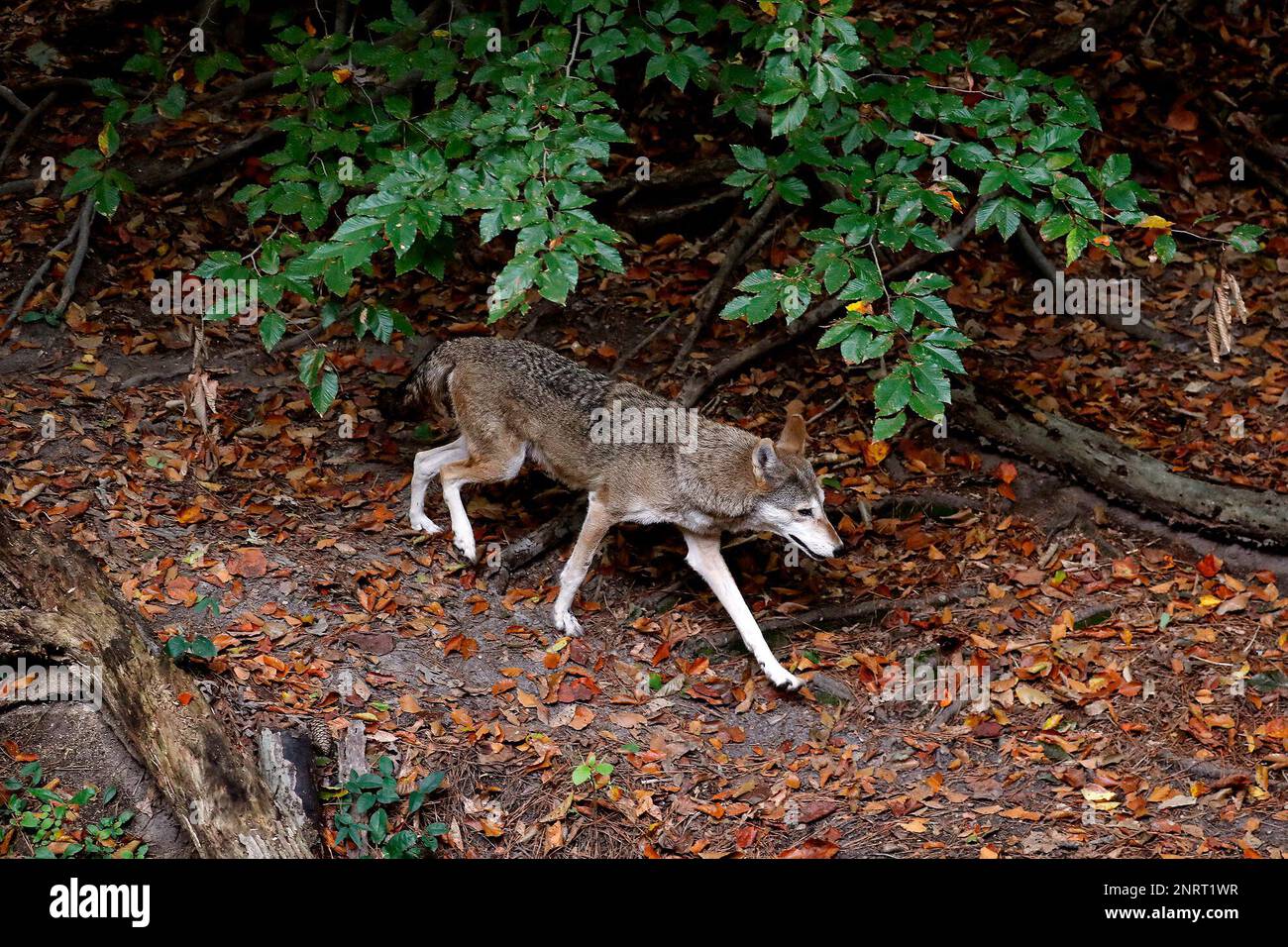 In this Oct. 10, 2019, photo a 12-year-old male red wolf runs through ...