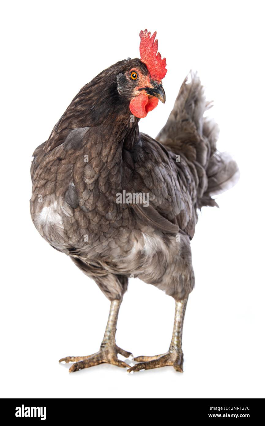Grey hen hi-res stock photography and images - Alamy