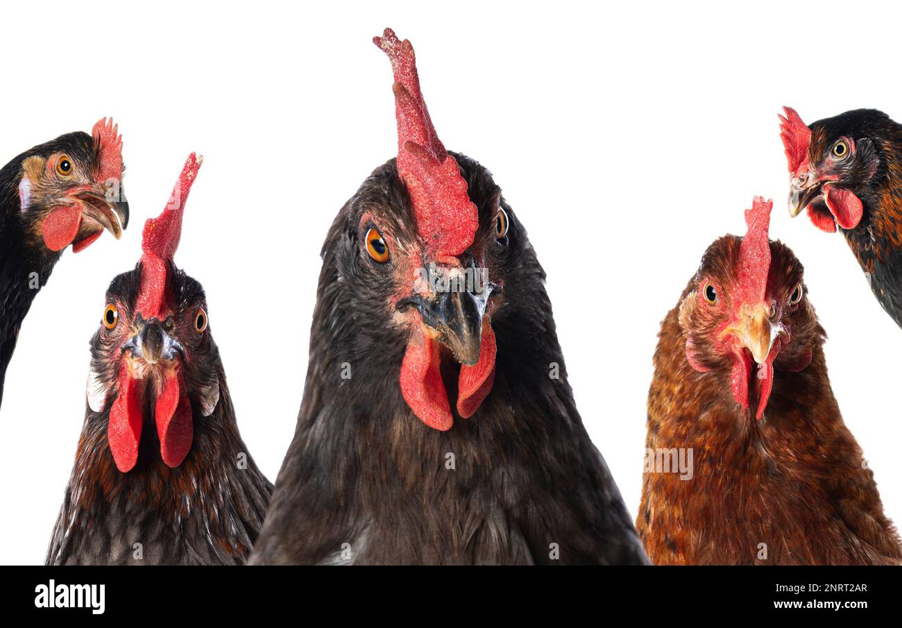 Chicken heads hi-res stock photography and images - Alamy
